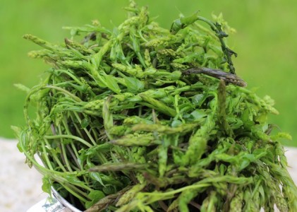 "On va aux Respountjous..." rituel et sport de PrintempsCardaillac Cuisinier – Francis Cardaillac